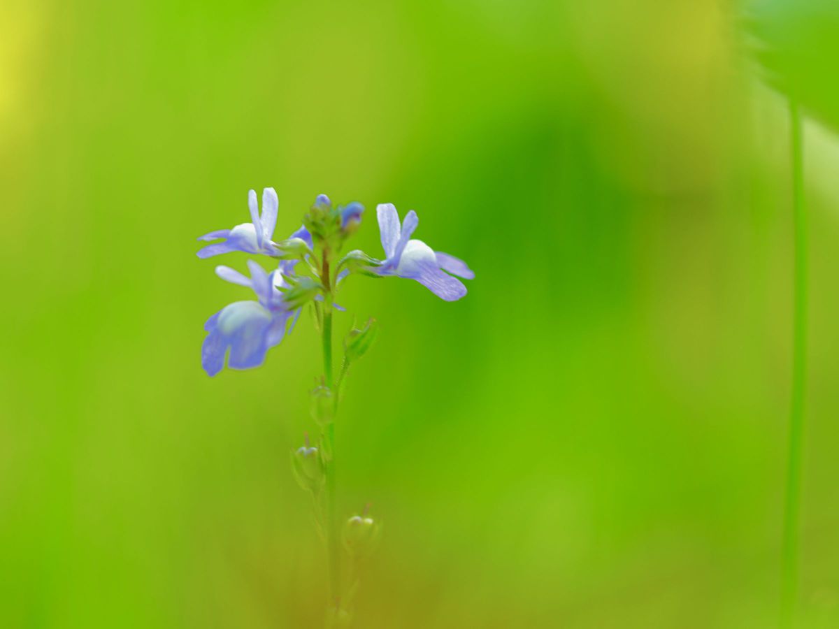 Spring flower bed 53 | GANREF