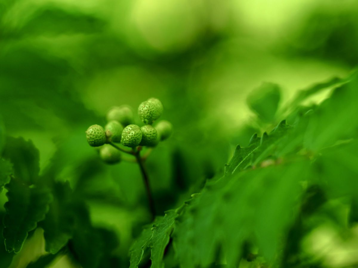 Flowers in early summer 6 | GANREF