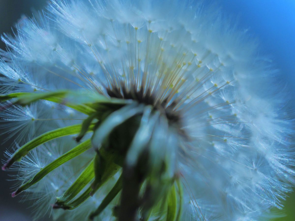 Under the blue sky | GANREF