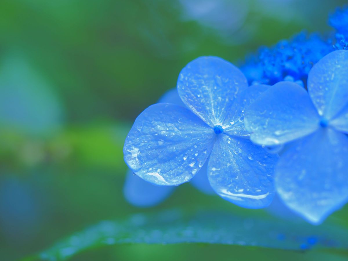 High key blue | GANREF