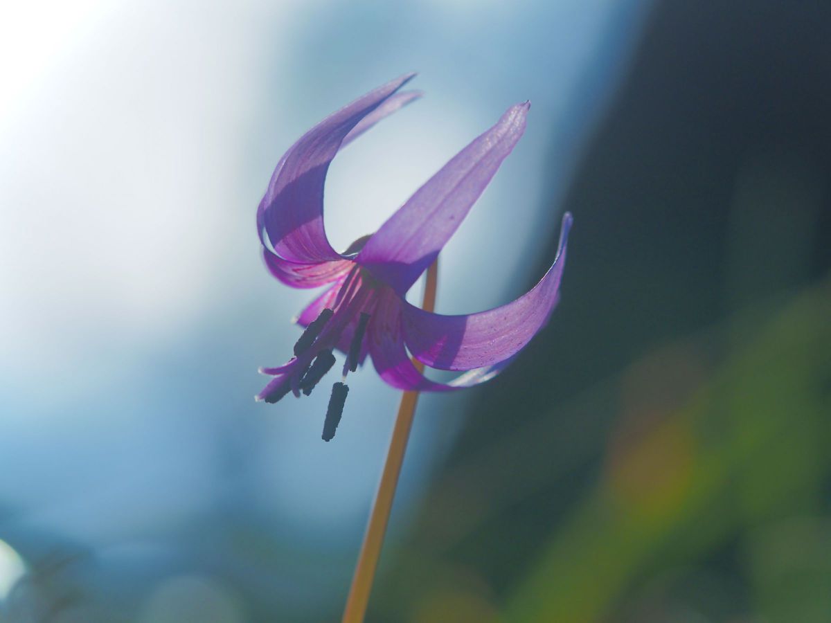 The descended fairy | GANREF