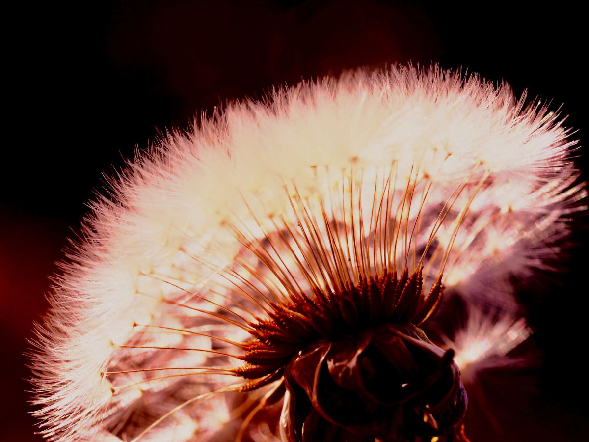 Spring flower bed 43 | GANREF