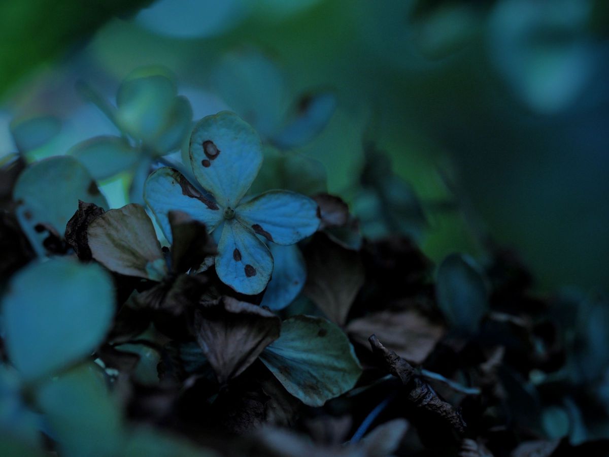 End of a season | GANREF