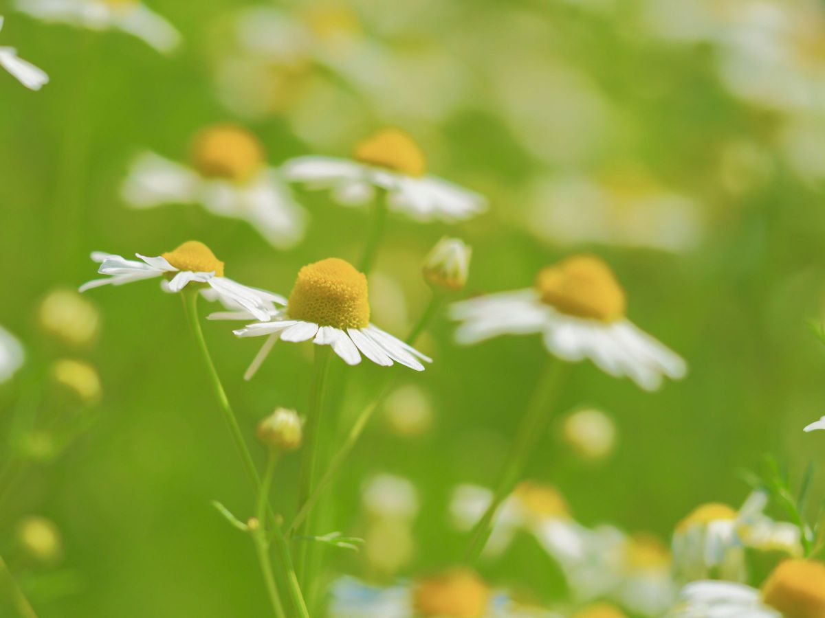 Spring flower bed 41 | GANREF