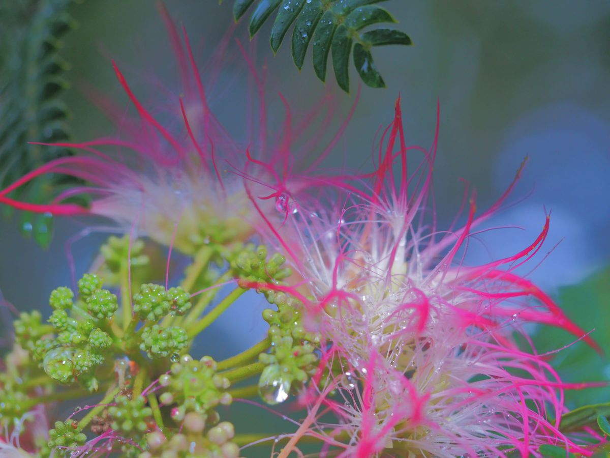 Heart fluttering | GANREF