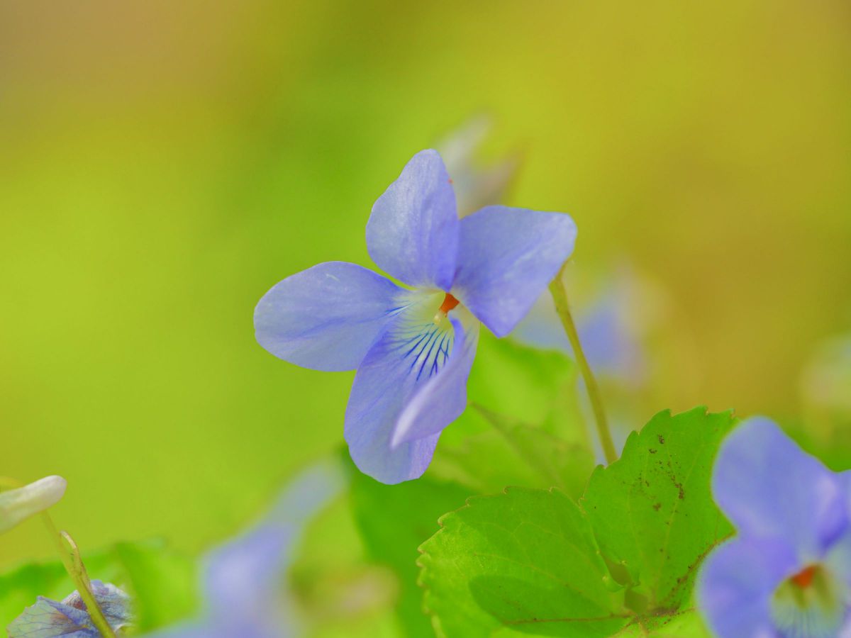 Spring flower bed 27 | GANREF