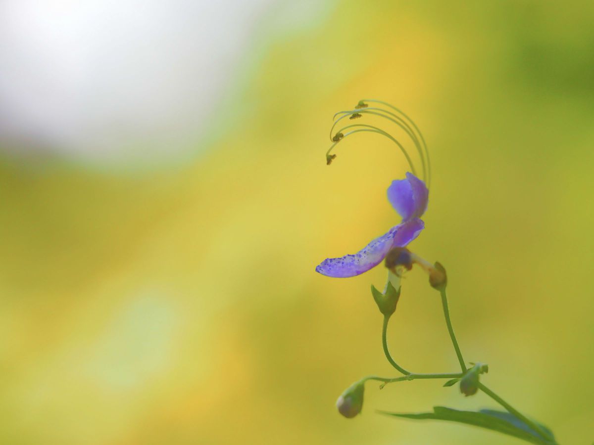 Blue mist spiraea | GANREF