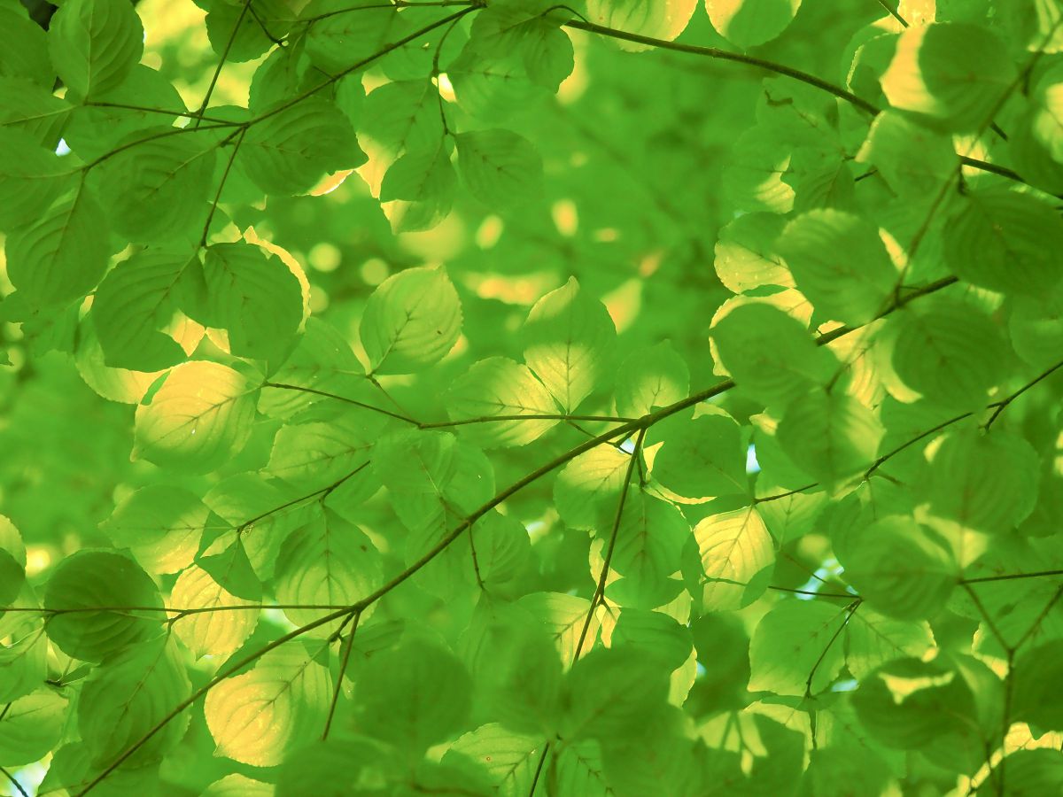 Yellow and green | GANREF