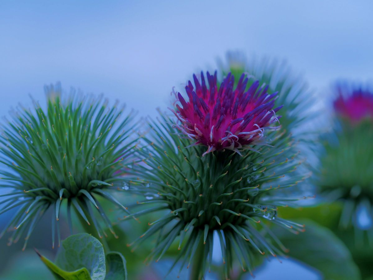 Do not bully me | GANREF