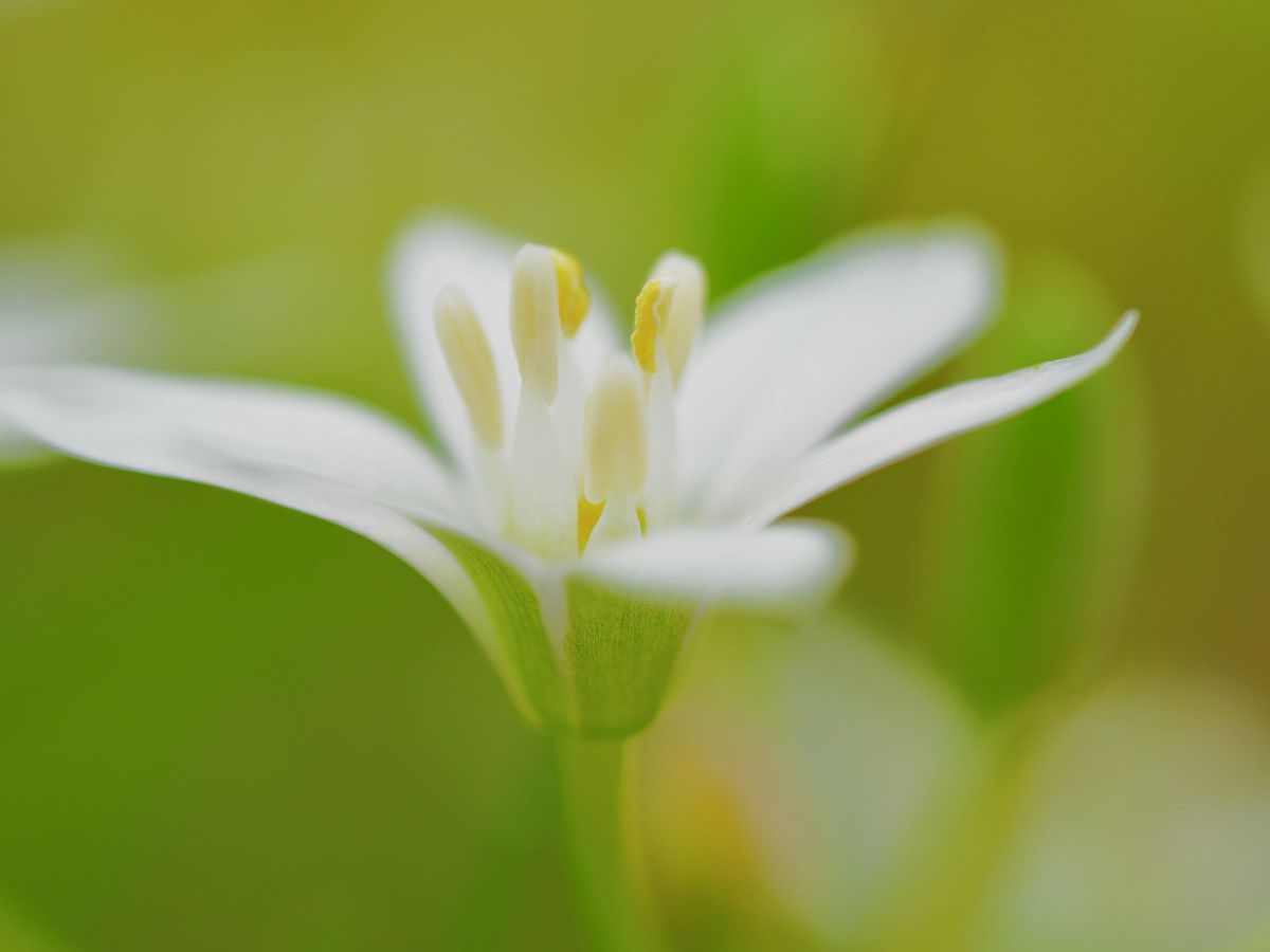 Spring flower bed 29 | GANREF