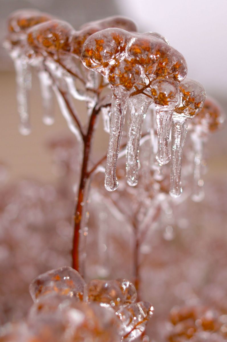 Freezing Rain | GANREF
