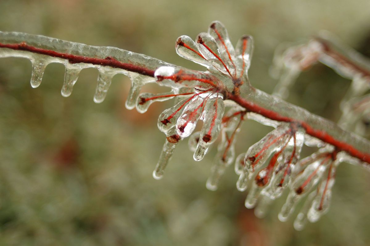 Freezing Rain | GANREF