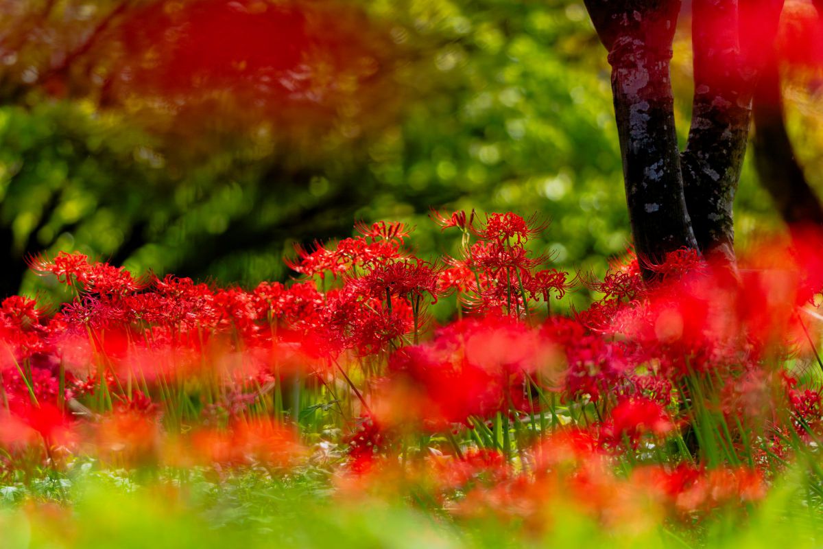 Lycoris radiata | GANREF