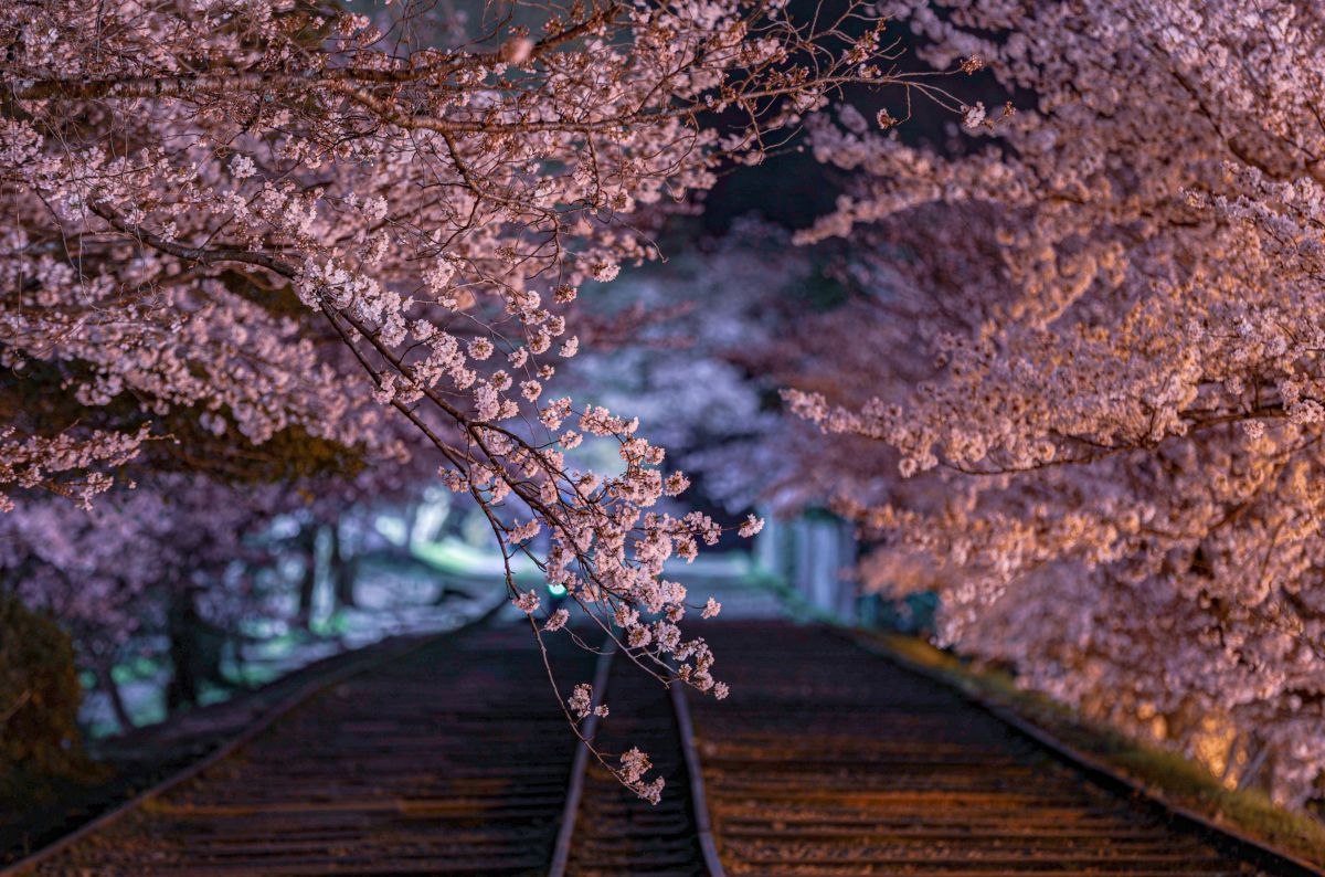 蹴上の夜桜 | GANREF