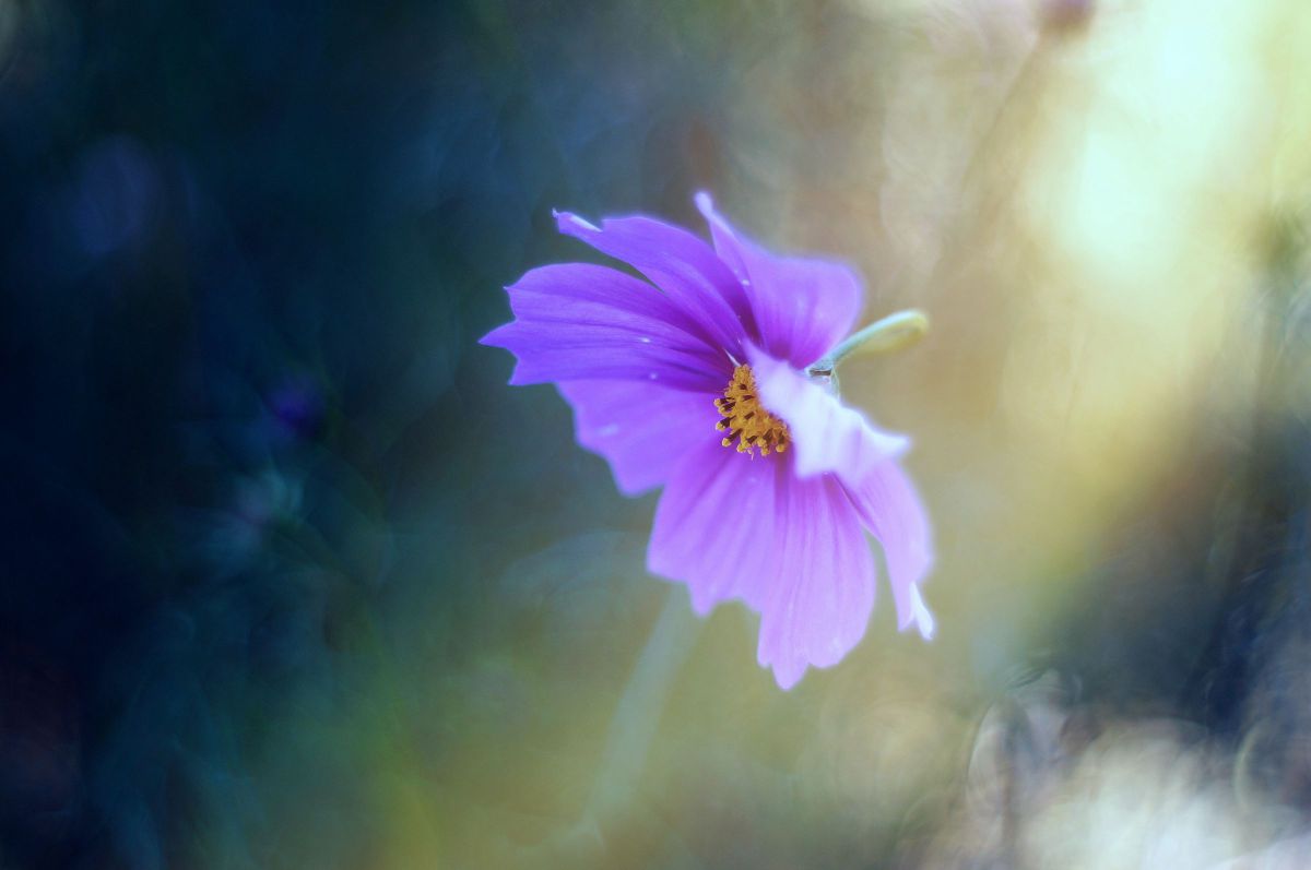 Blue Shadow | GANREF