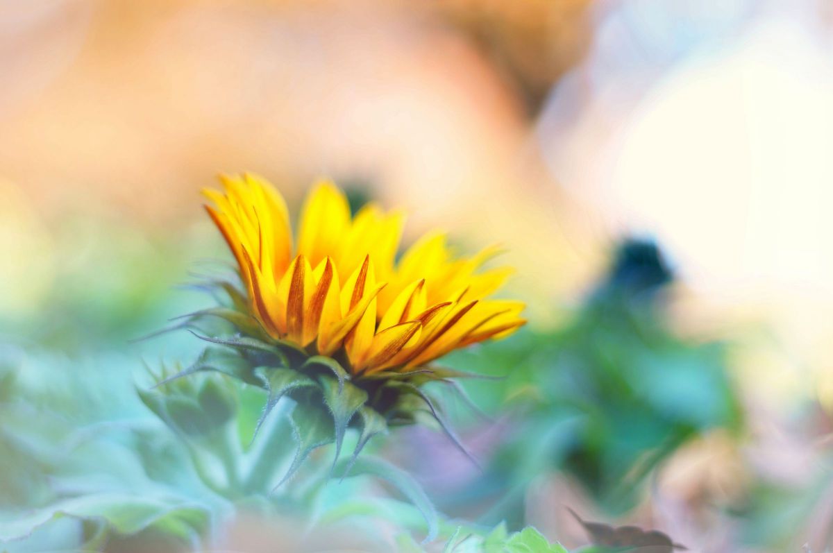 Mini Sunflowers | GANREF