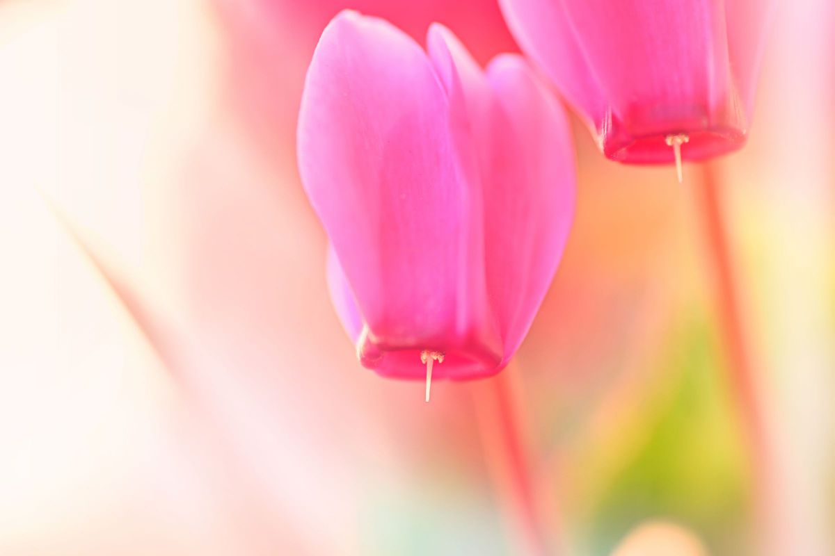 Mini cyclamen | GANREF