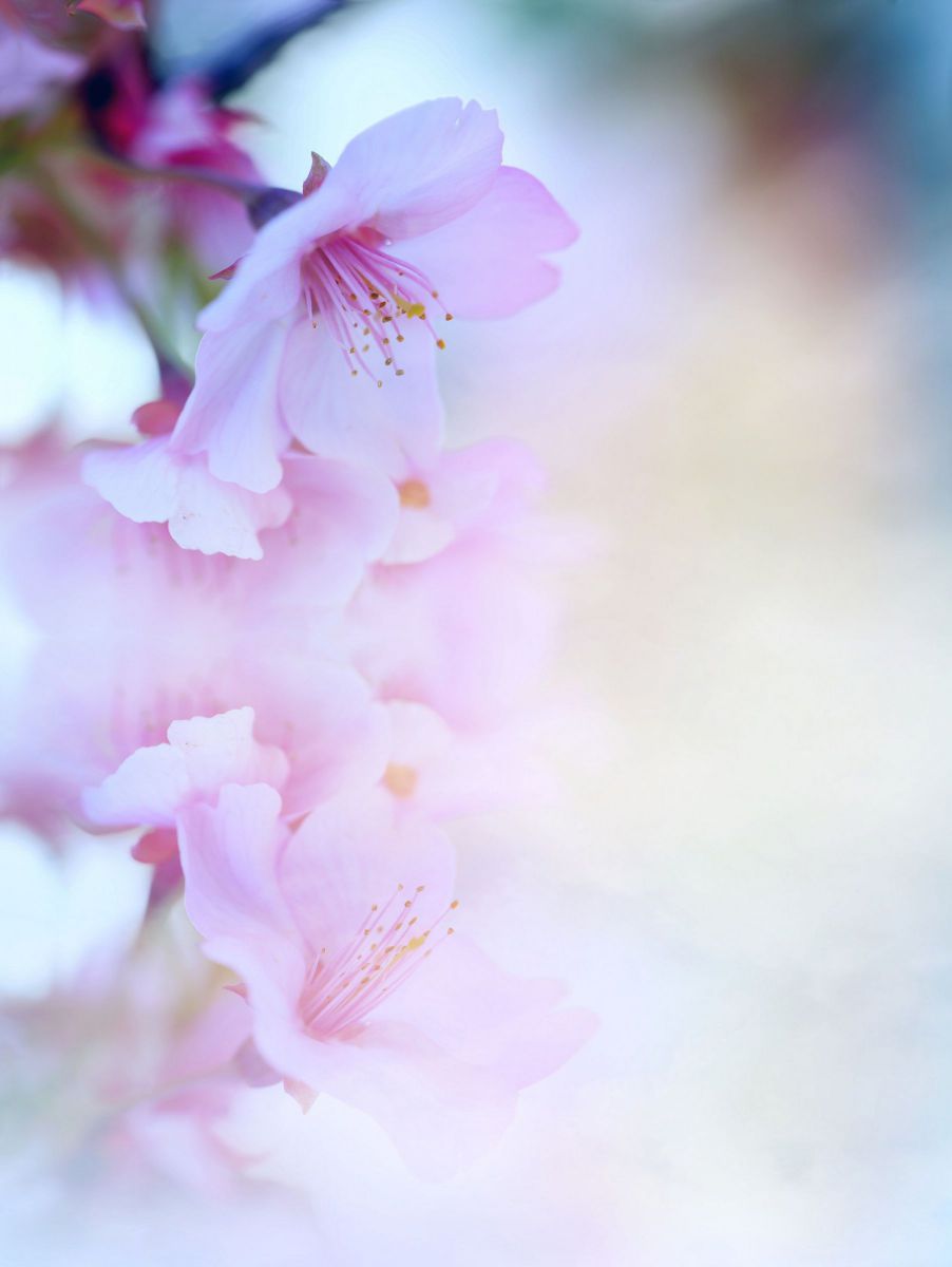 Reflected 10 | GANREF