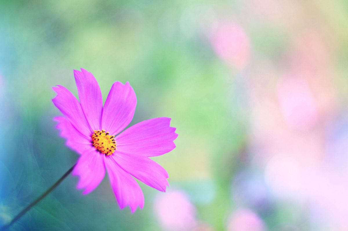 Colorful Cosmos | GANREF