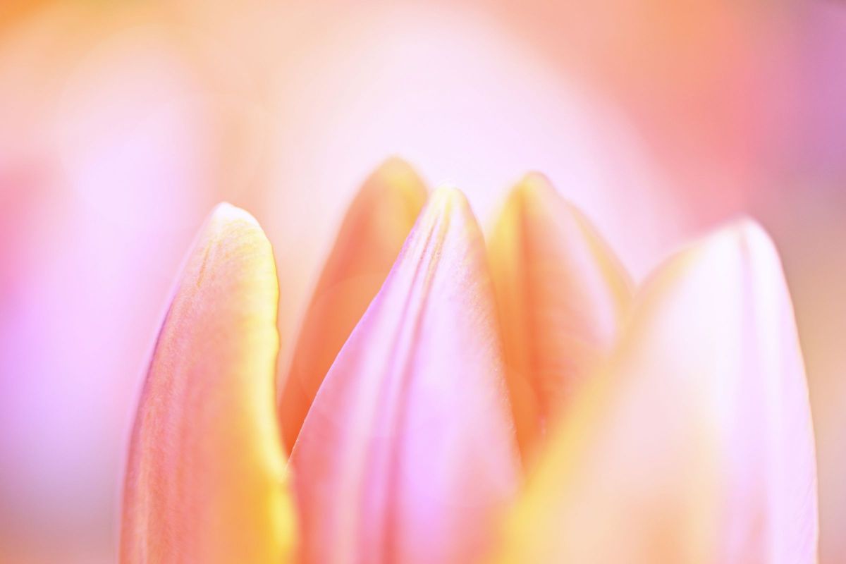 Warm colors | GANREF