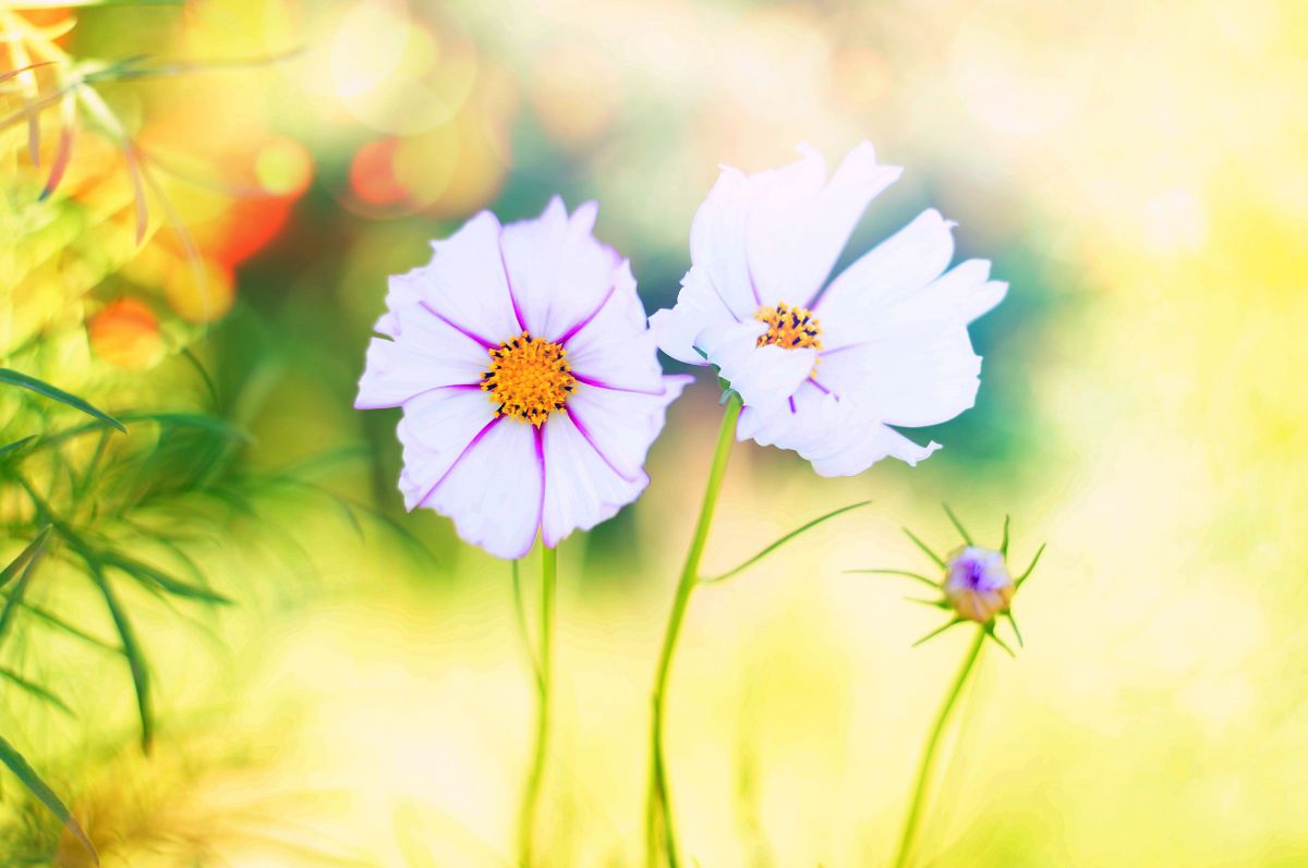 Stay with me | GANREF