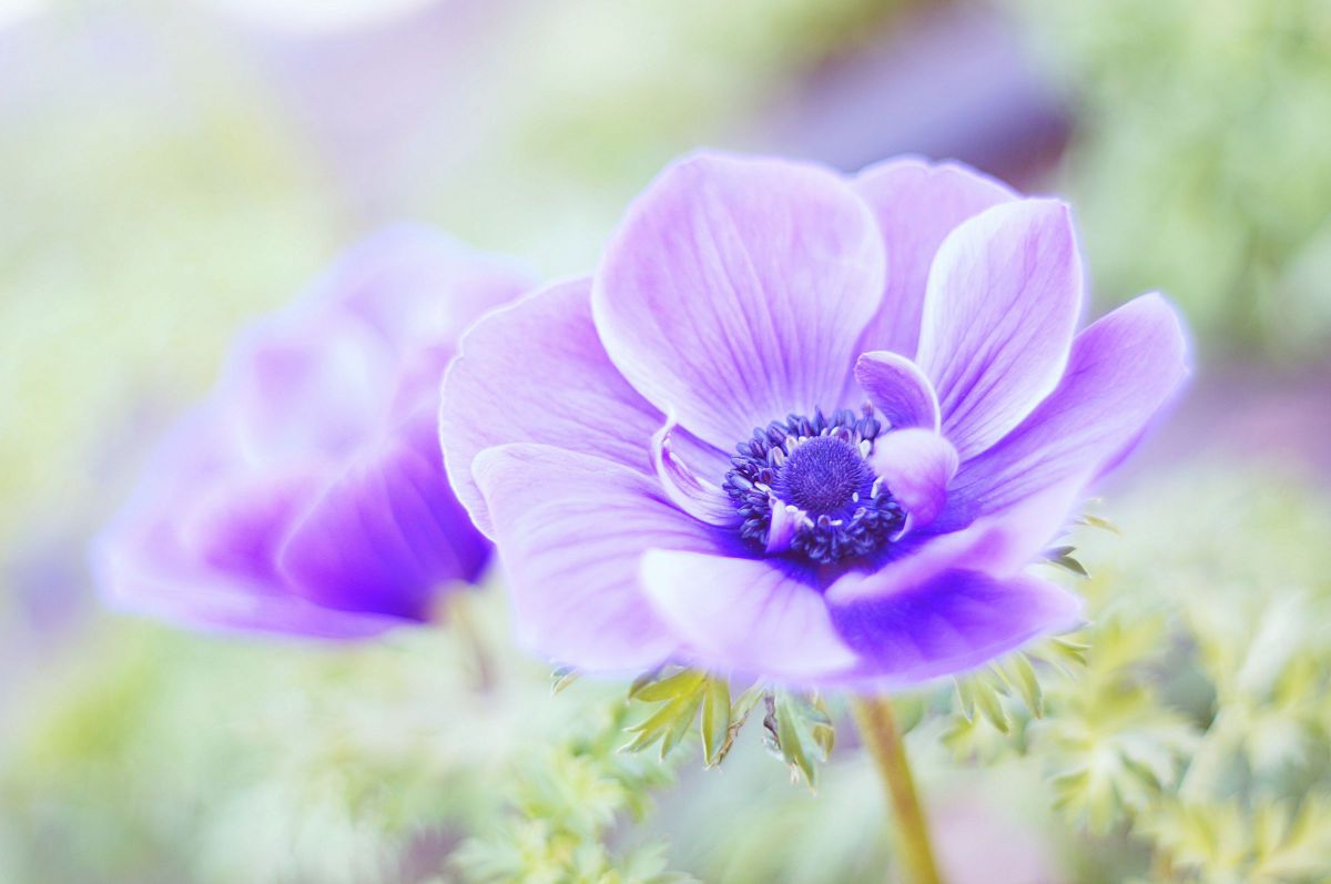 Anemone 2 | GANREF