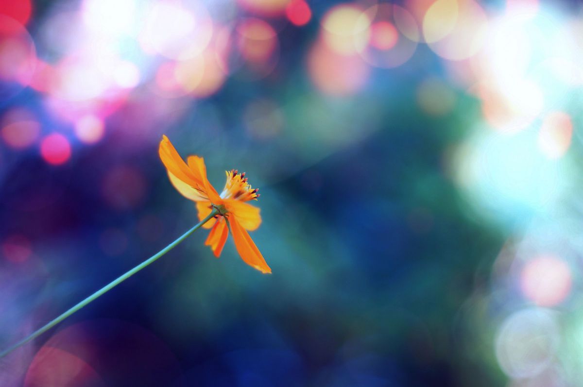 Dreams bloom | GANREF