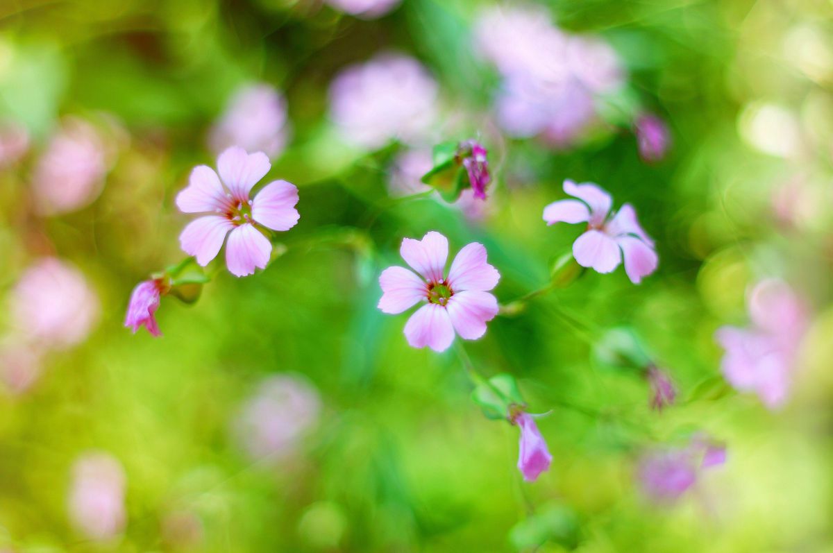 Small Petals | GANREF