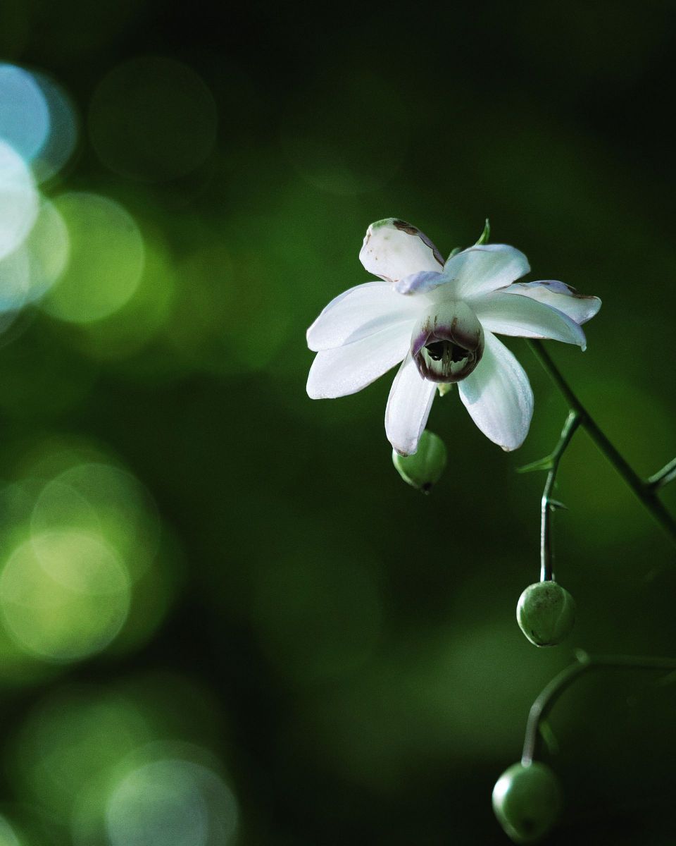 fairy flower | GANREF