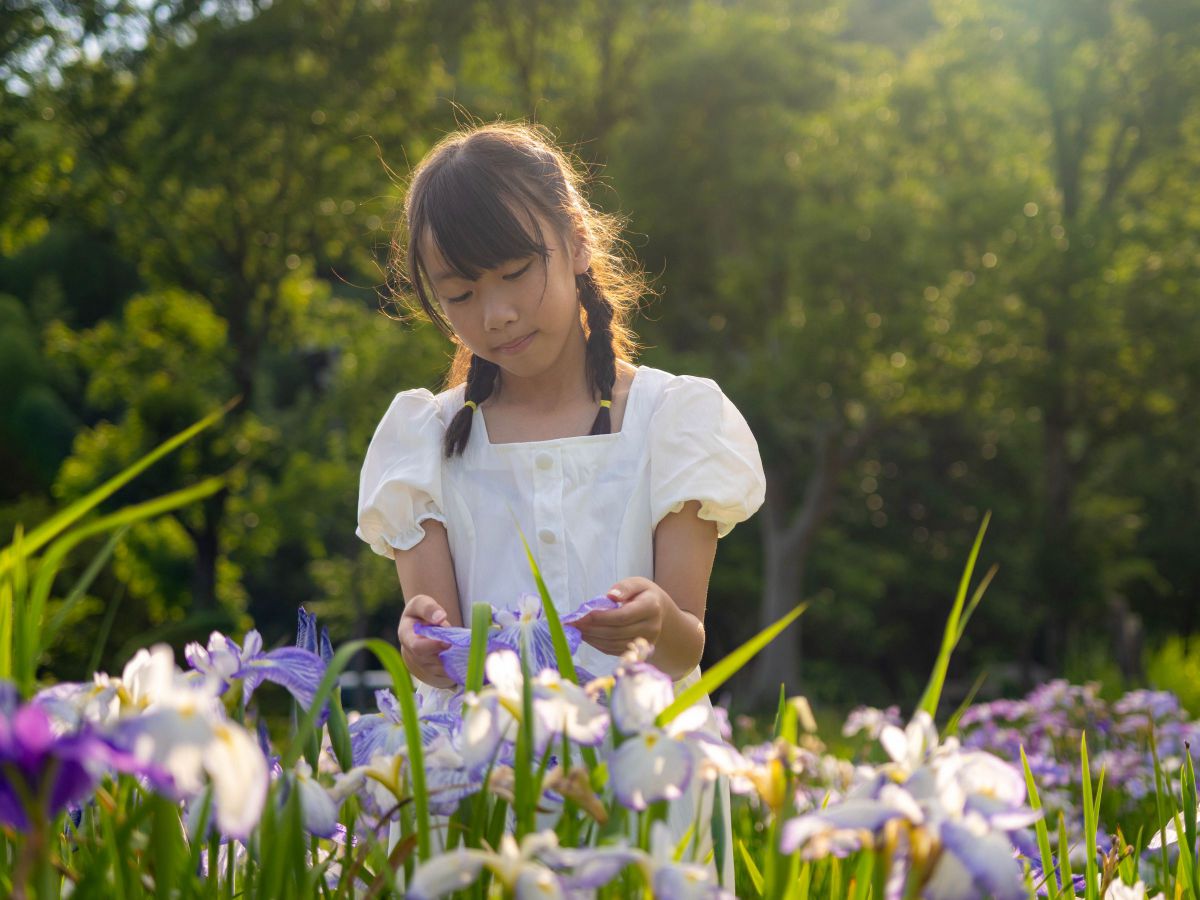 夕暮れ時の花菖蒲 | GANREF