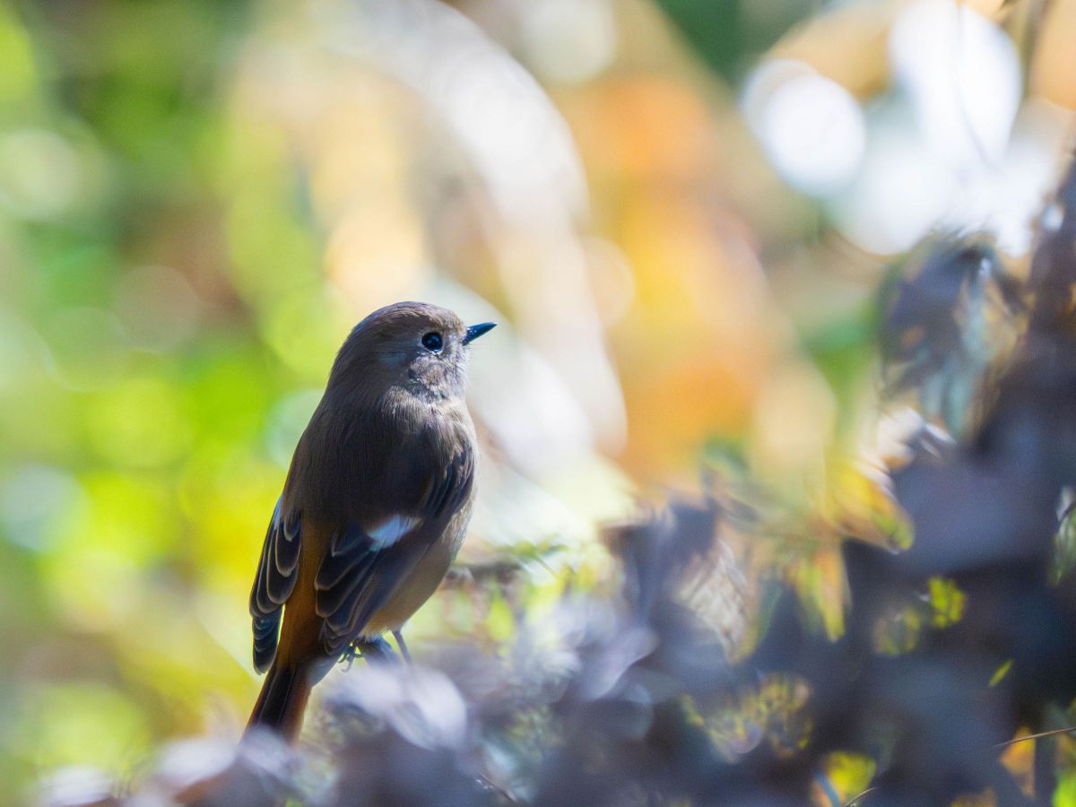 夢見るジョビ子さん | GANREF