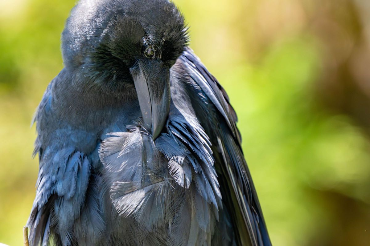 毛づくろい | GANREF