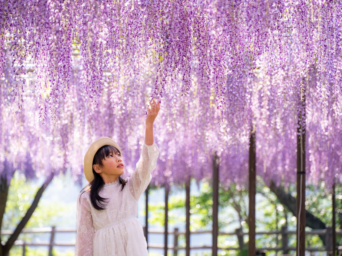 紫カーテン | GANREF