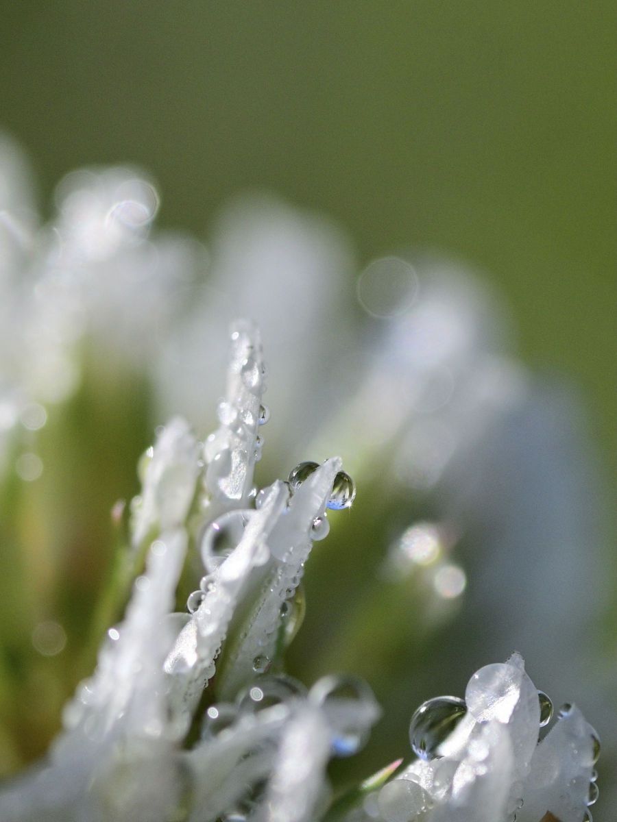 シロツメクサdrop | GANREF