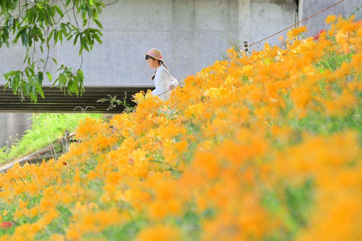 YELLOW SLOPE | GANREF