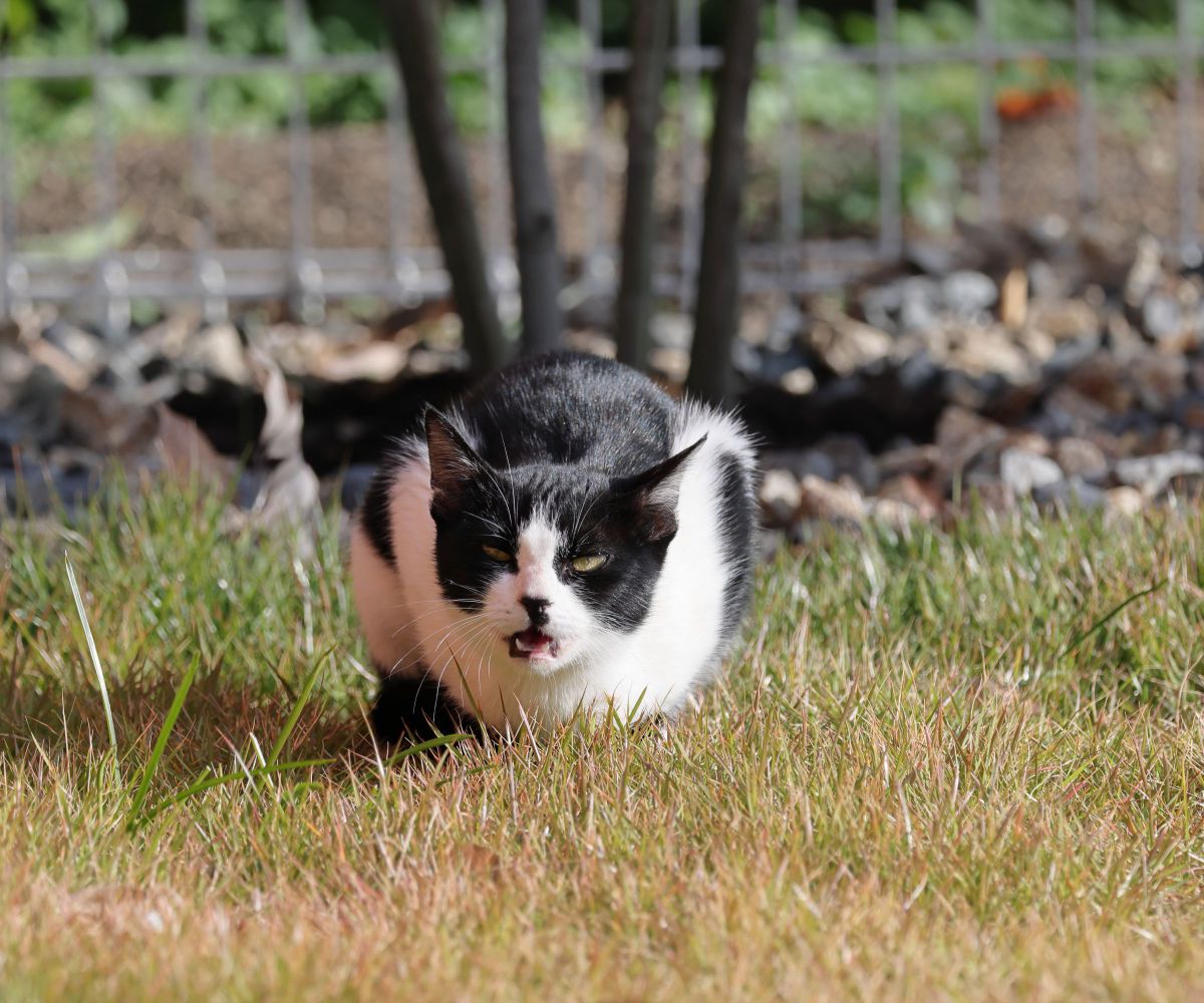 Fighting Face | GANREF