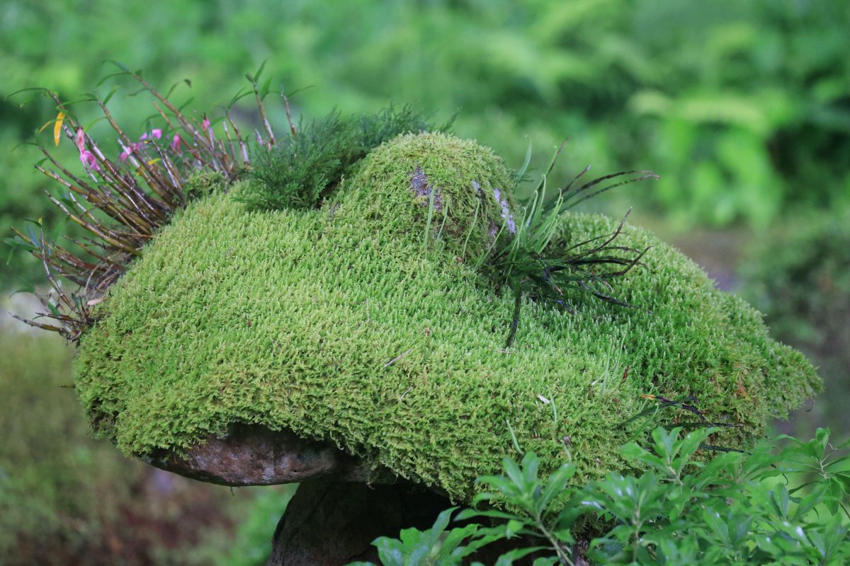 Moss cap | GANREF