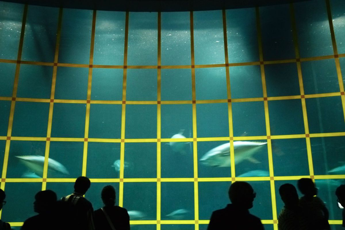 Yellow grid | GANREF