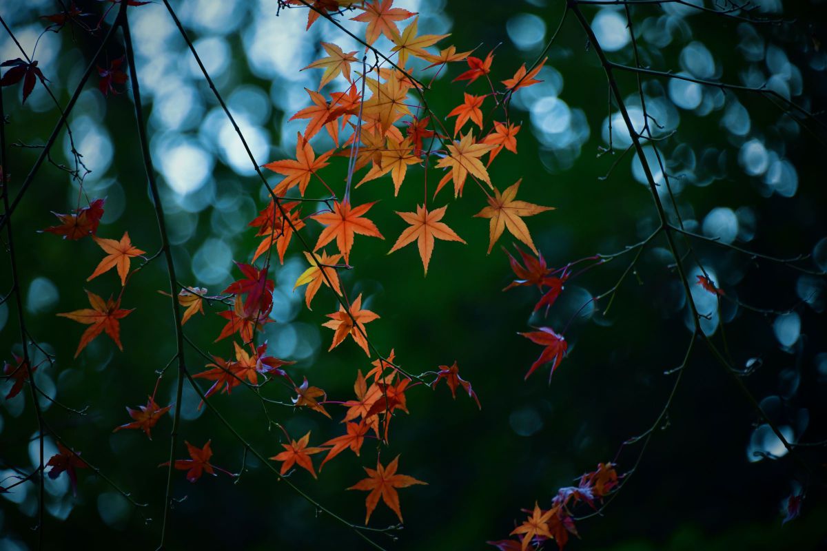 紅葉点々 | GANREF