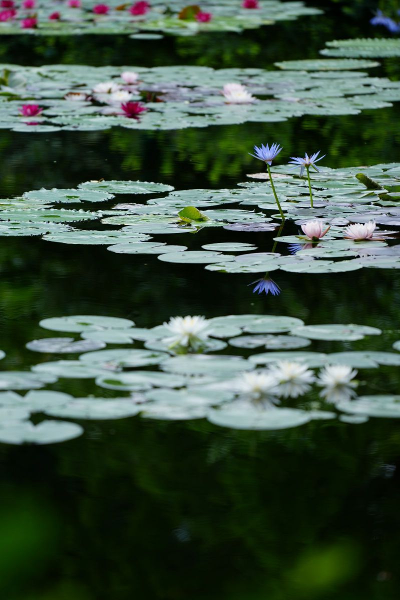 モネの庭2023 | GANREF