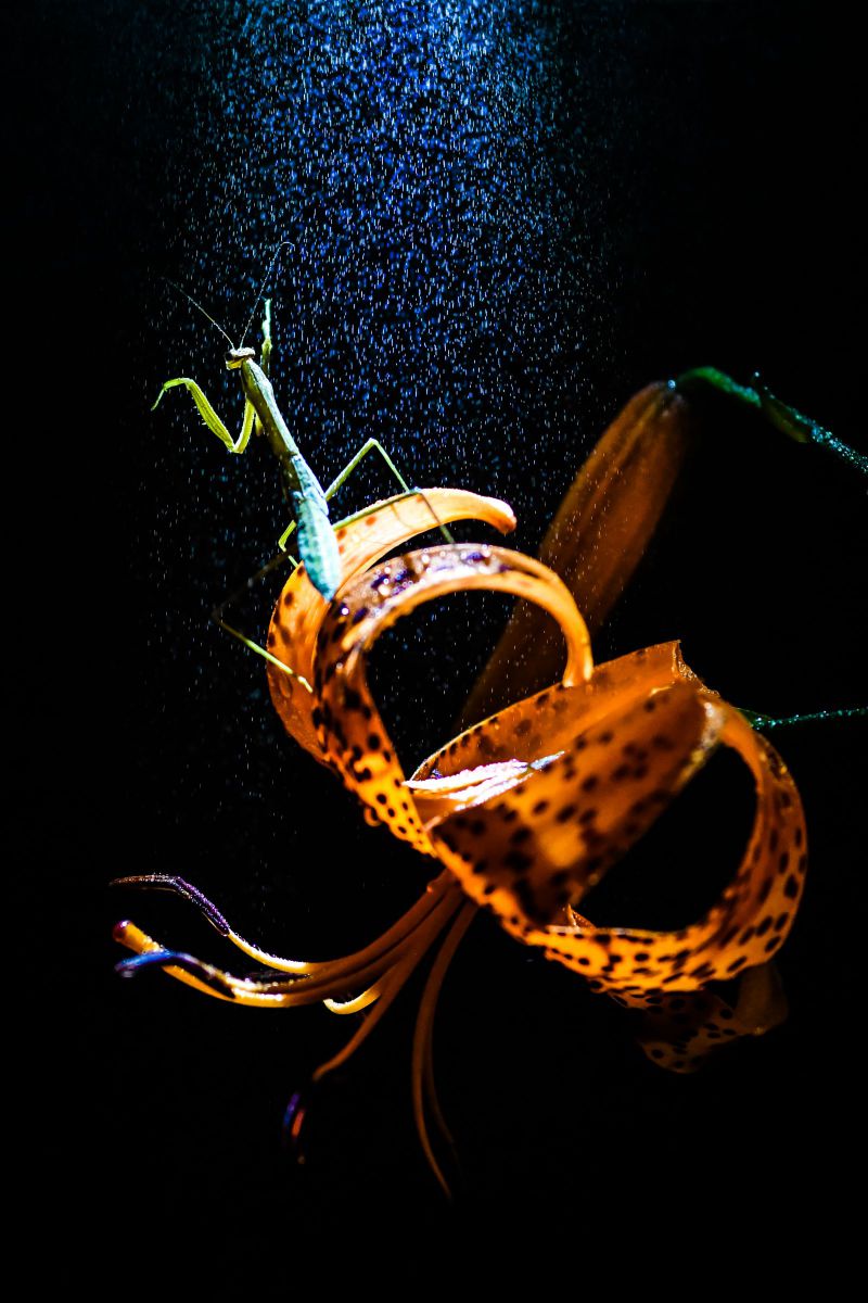 Midnight Demon | GANREF