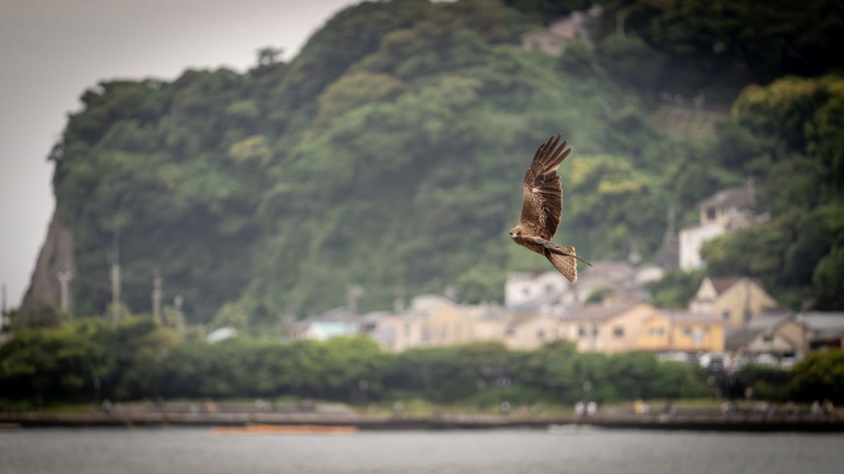 君は次～ | GANREF