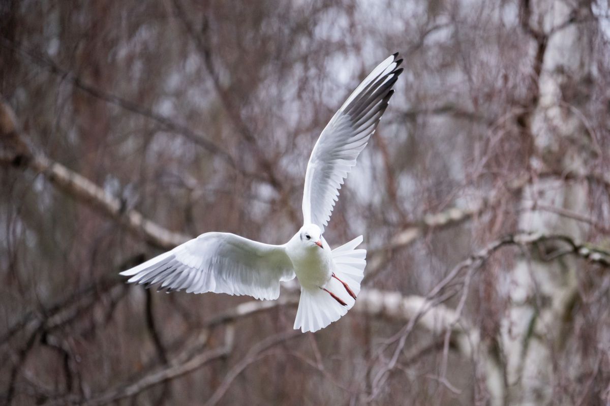 カゴメ - fly | GANREF