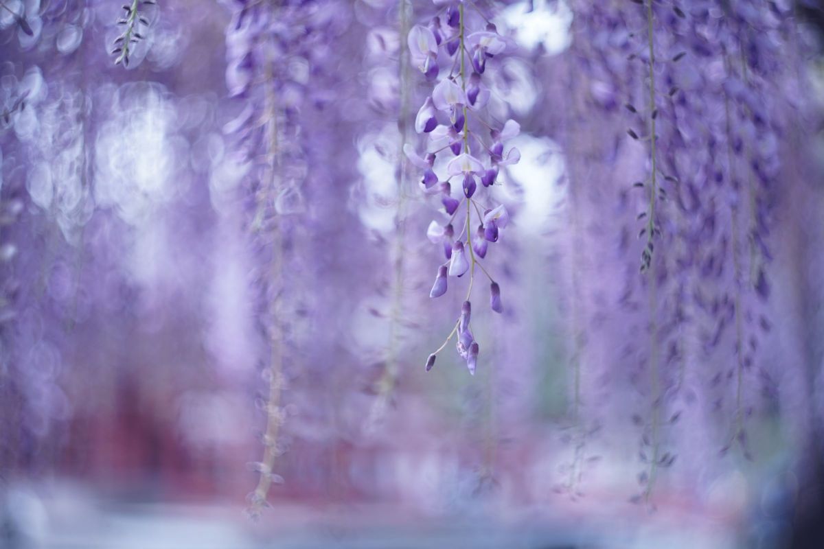 平等院藤 | GANREF