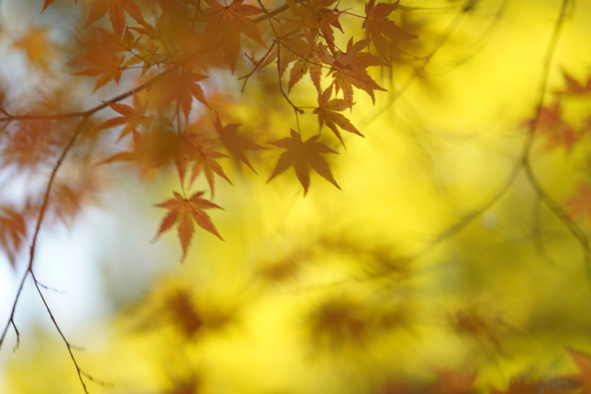 紅葉幻想ー14 | GANREF