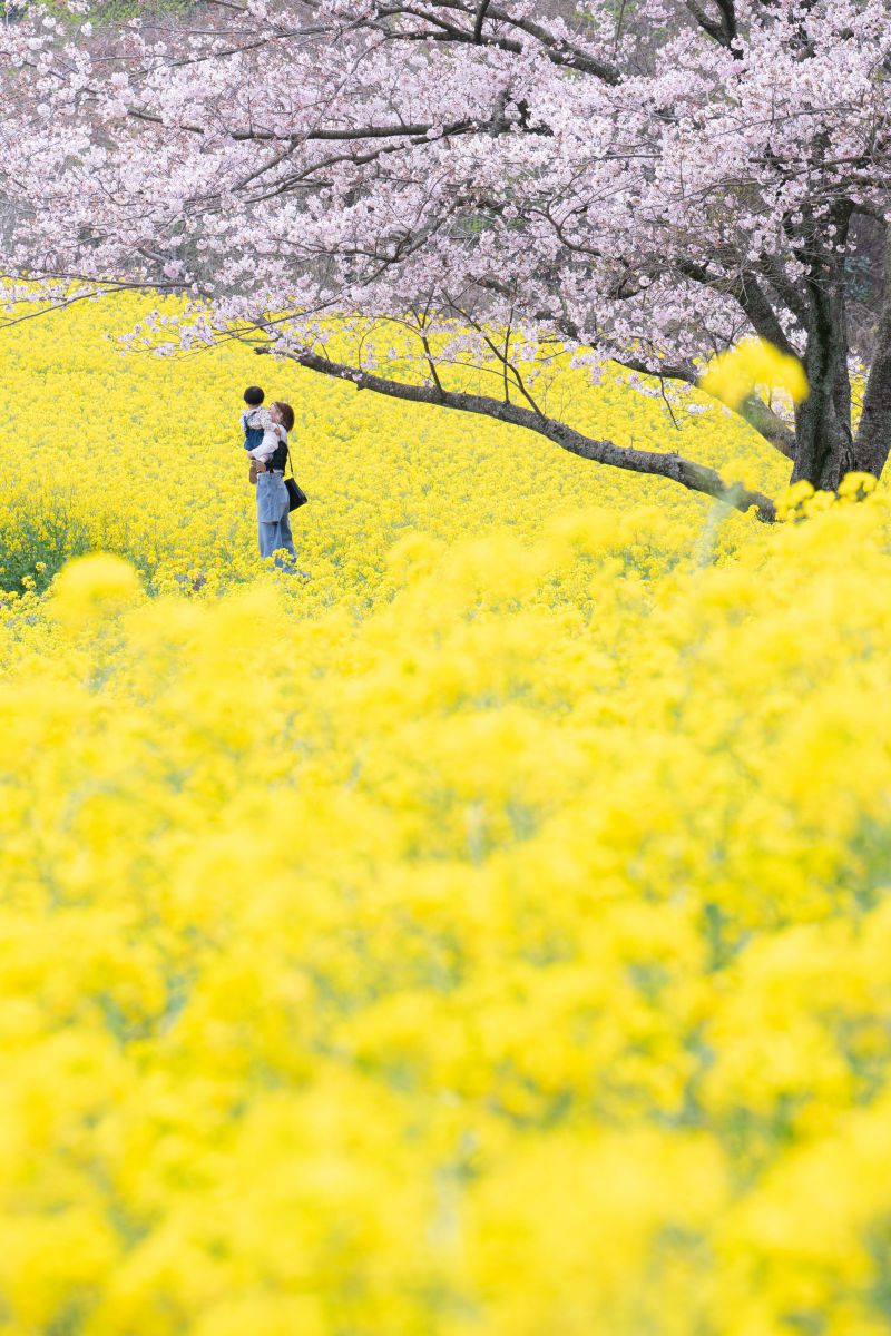 春の訪れ | GANREF
