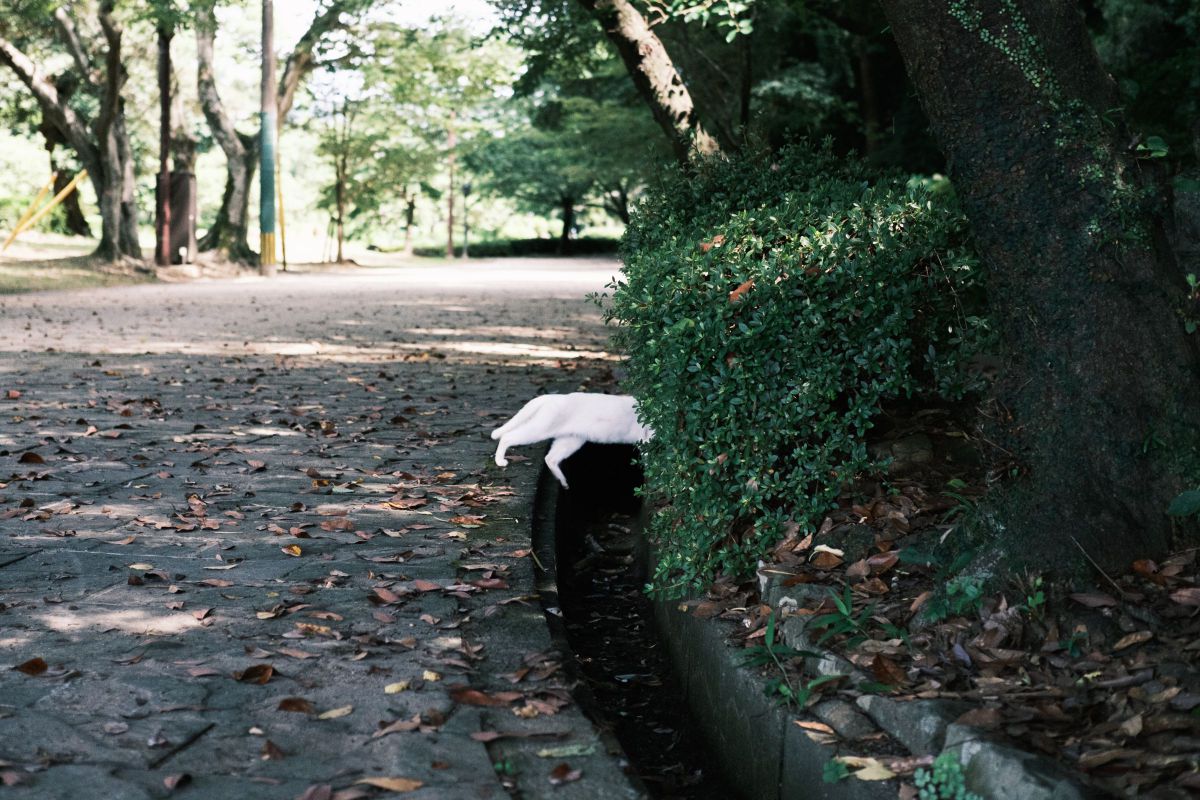 LONG WHITE CAT | GANREF