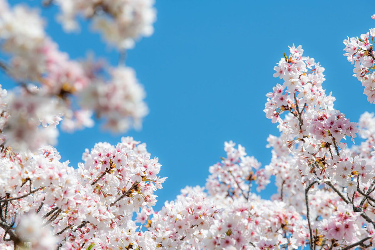 ソラサクラ | GANREF