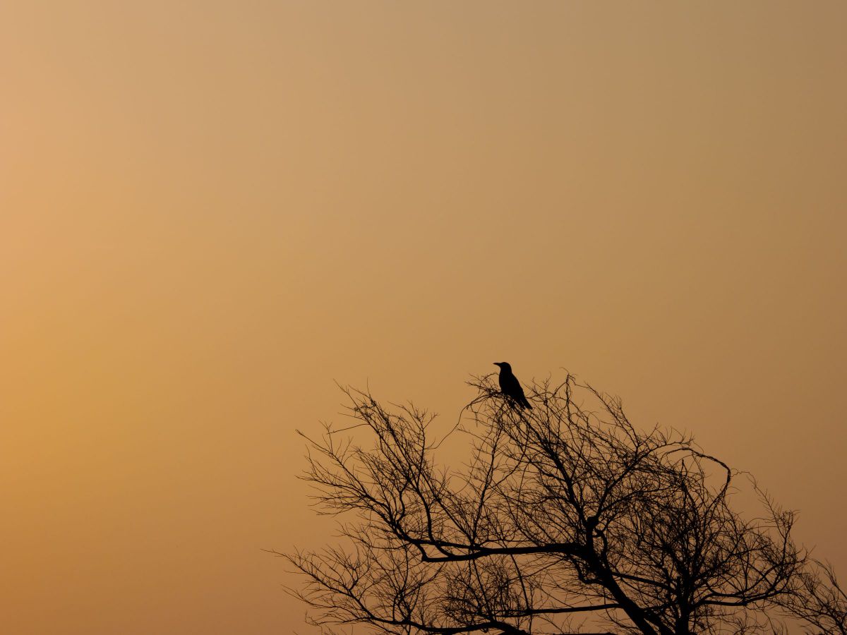 What a new day! | GANREF