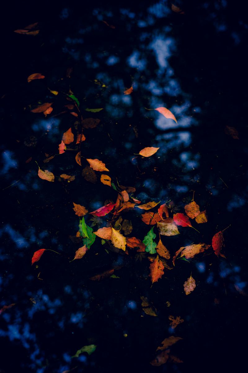 FALL in love | GANREF